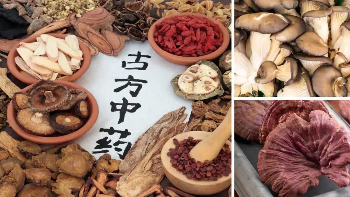 The Ultimate Guide to Mushroom Supplements: Find Your Perfect Match Now!