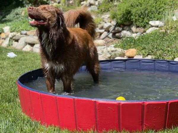 Dive Into Fun: The 5 Best Dog Swimming Pools for Your Furry Friend!