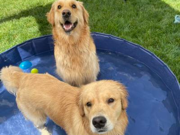 Dive Into Fun: The 5 Best Dog Swimming Pools for Your Furry Friend!